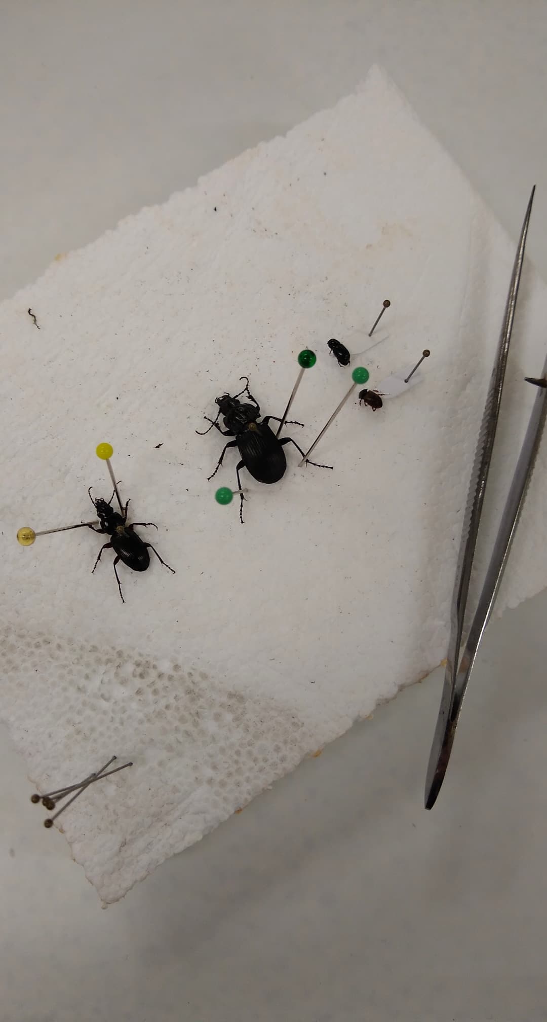 SUSU - Wildlife Society